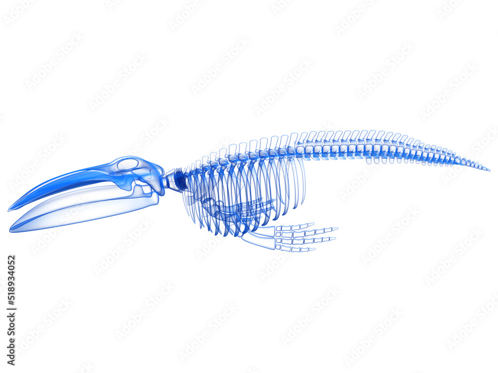Blue Whale Skeleton anatomy 3D rendering Stock Illustration | Adobe Stock