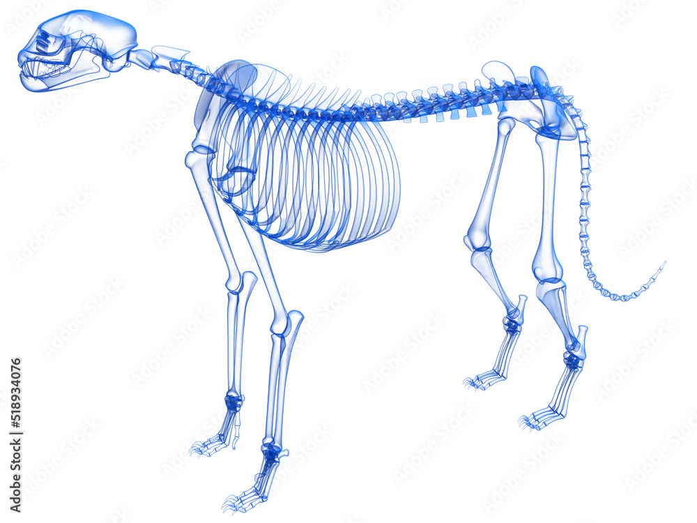 Cheetah Skeleton anatomy Transparent 3D rendering Stock Illustration ...