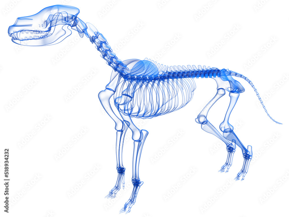 Dog Skeleton anatomy Transparent 3D rendering Stock Illustration ...
