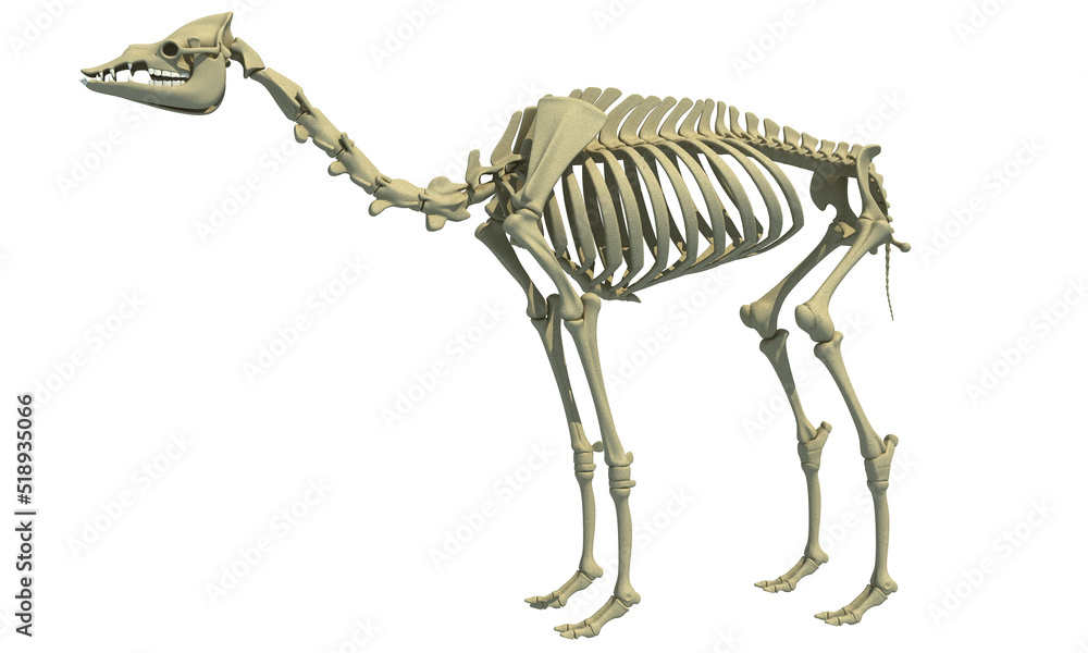 Camel Skeleton Dromedary 3D rendering animal anatomy Stock Illustration ...