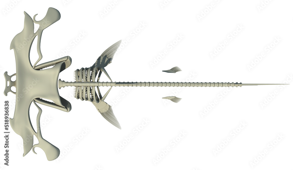 Hammerhead Shark Skeleton