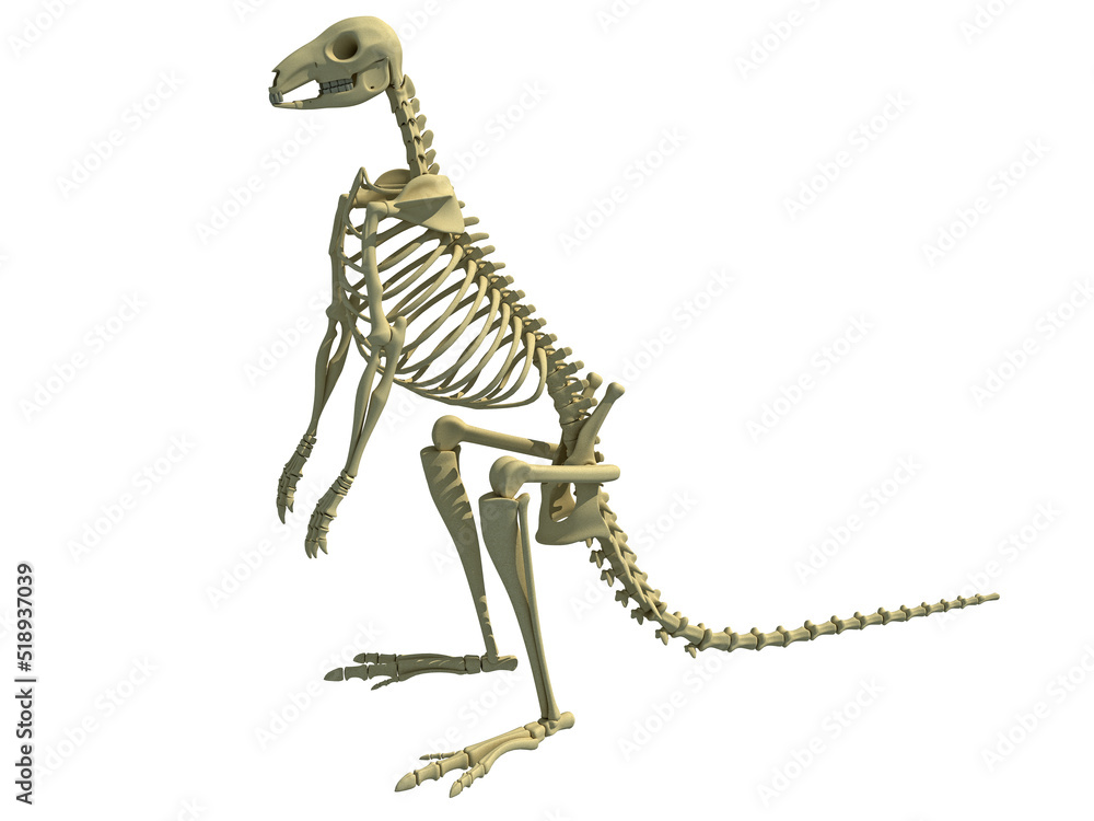 Kangaroo Skeleton animal anatomy 3D rendering Stock Illustration ...