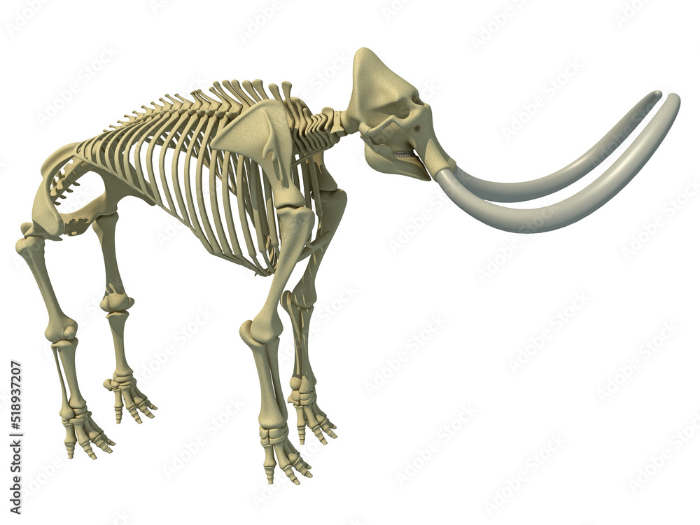 Mammoth Skeleton animal anatomy 3D rendering Stock Illustration | Adobe ...