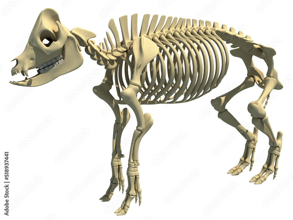 Pig Skeleton