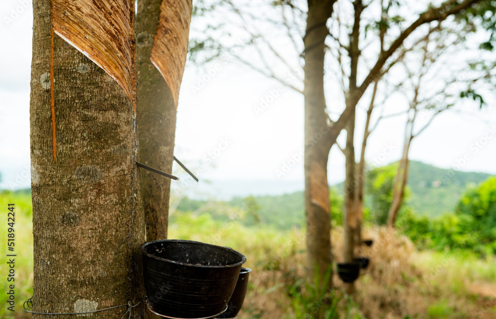 Rubber tapping in rubber tree garden. Natural latex extracted from para ...