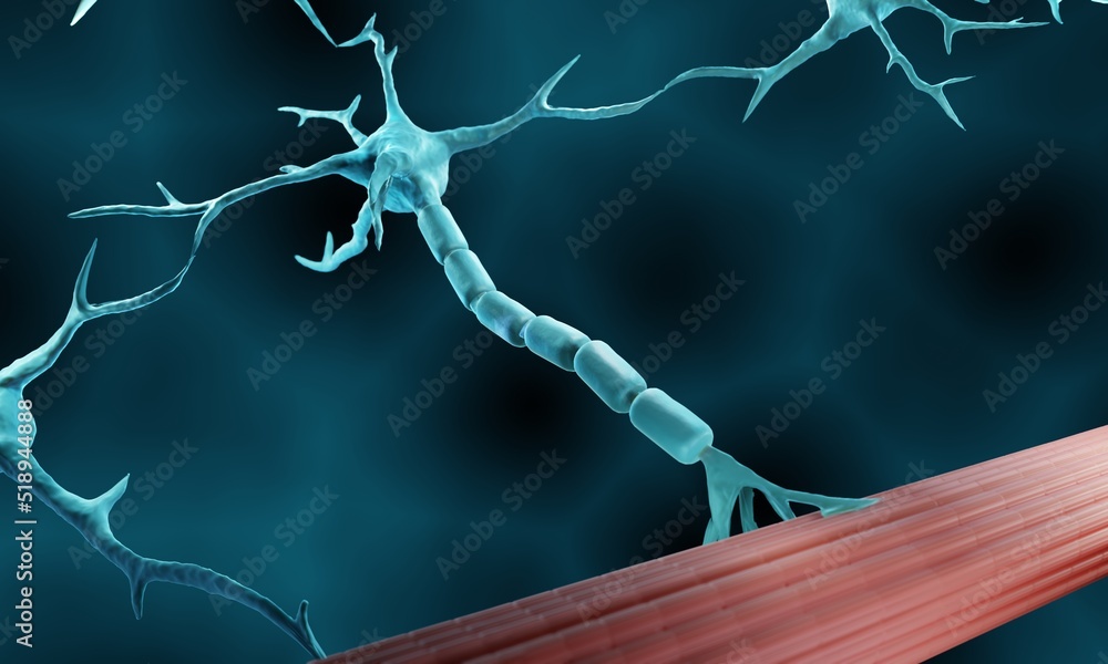 Motor neuron connected to muscle Stock Illustration | Adobe Stock