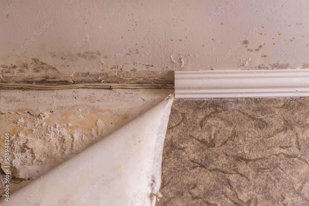 Black mold occurs in damp, unventilated rooms, in corners and under ...