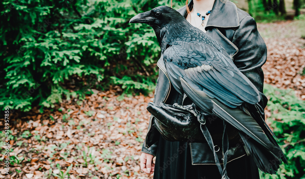 girl in the forest with a big black raven on his hand Stock Photo ...