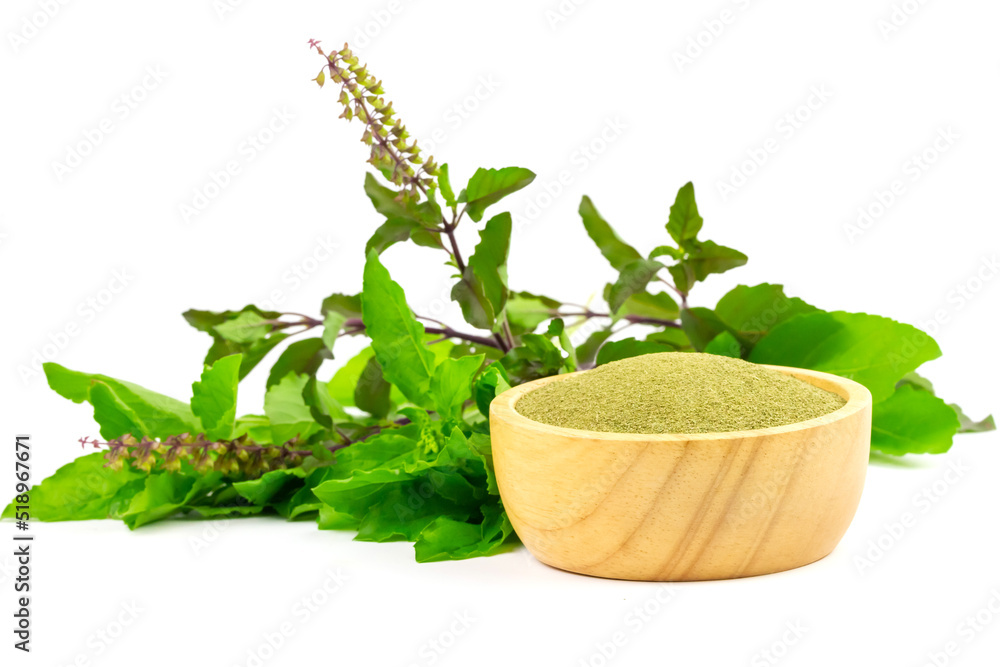 Holy basil powder on wooden bowl with branch isolated on white ...