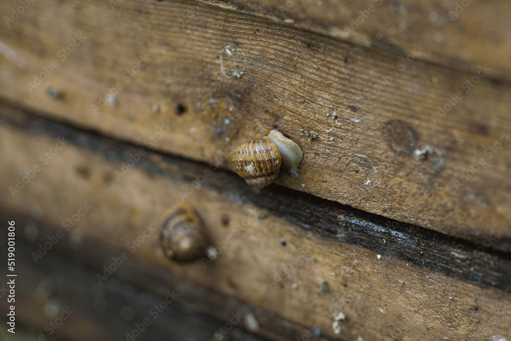 Foto Stock Snail farm. Board on which snails grow on a snail farm ...