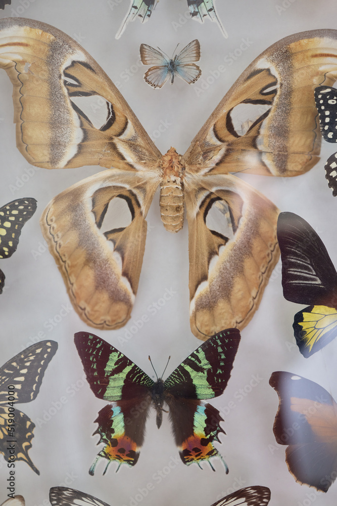 Different species color butterflies and moth. Papilionidae. Papilio ...