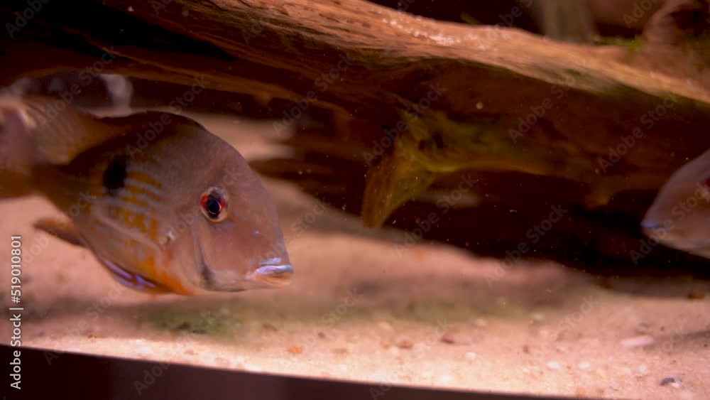 Geophagus is a genus of cichlids fish, aka eartheaters picking up or ...