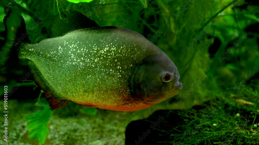 Close up of shiny Serrasalmidae aka serrasalmids swimming in the sea, a ...