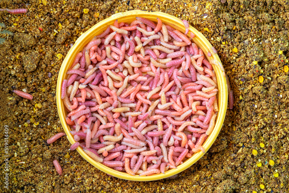 Macro photo of a larva in a jar. Lots of red larvae for bait Stock ...