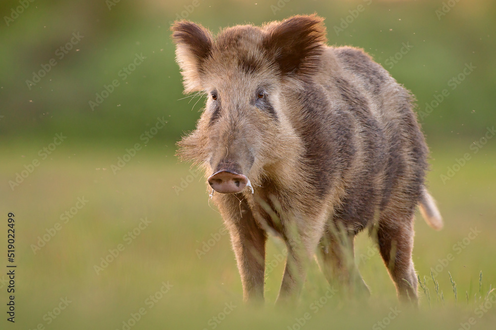 Dzik na łące Stock Photo | Adobe Stock