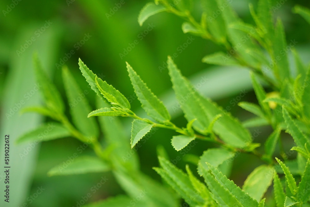 Sida acuta (aslo called common wireweed, sidaguri,sidogori) with ...