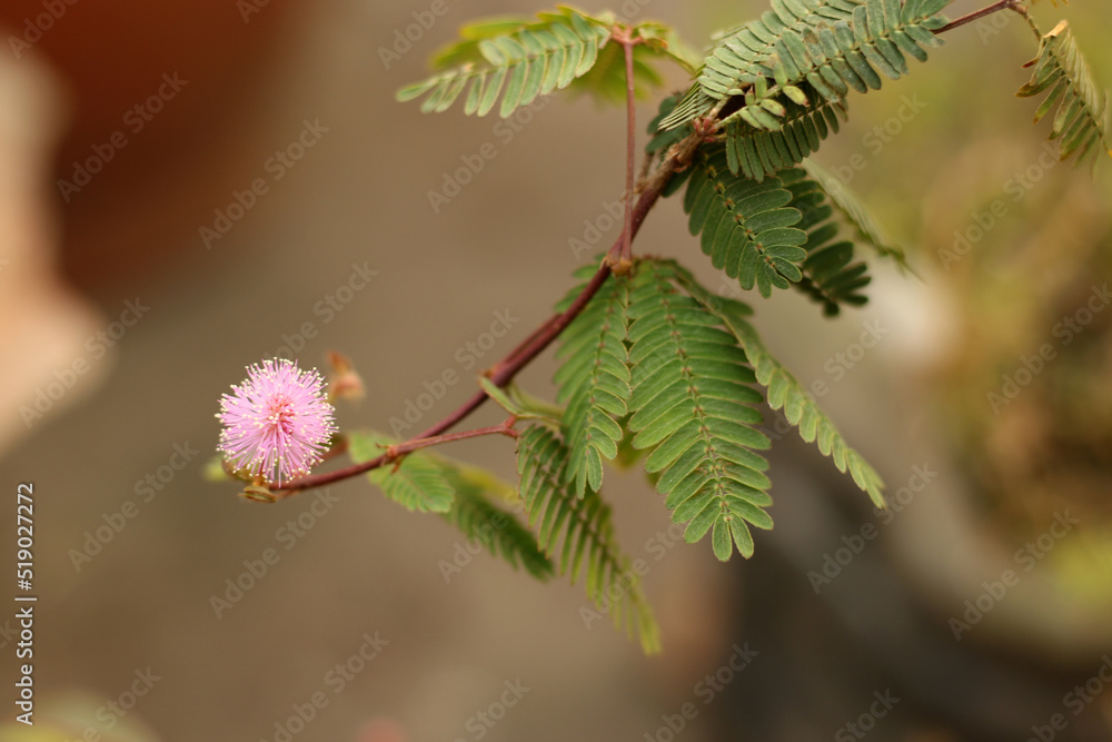 Mimosa is a genus of about 420 species of herbs and shrubs, in the ...