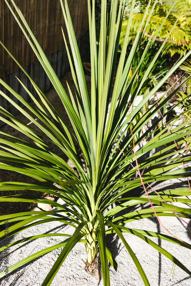 cordyline australis cabbage tree plant outdoor in sunny backyard Stock ...