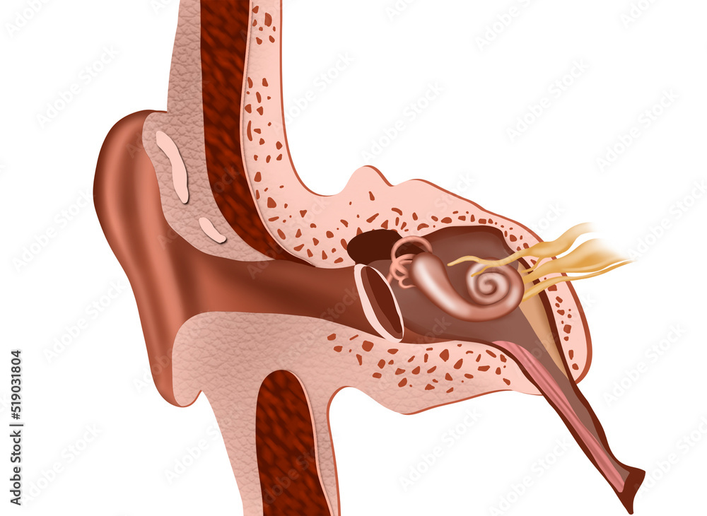 Anatomy of human ear on white background. Illustration Stock Photo ...