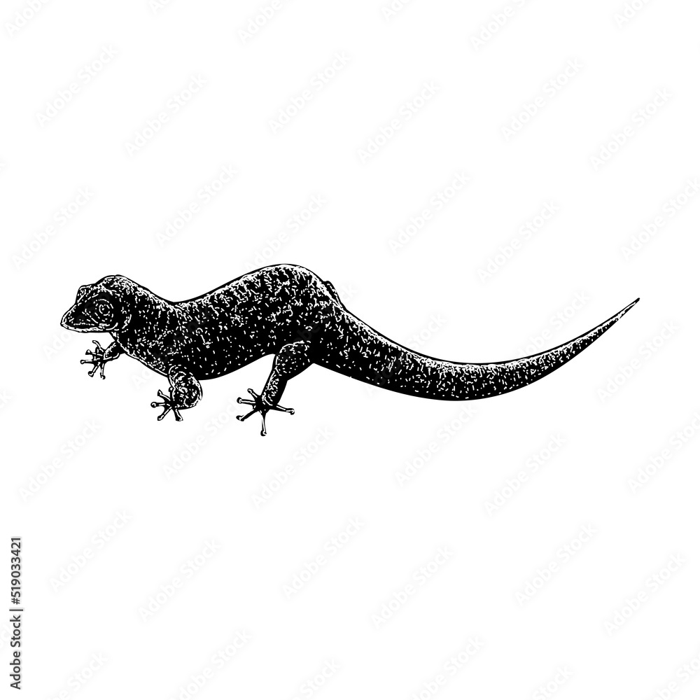 Virgin Islands Dwarf Gecko hand drawing vector illustration isolated on ...
