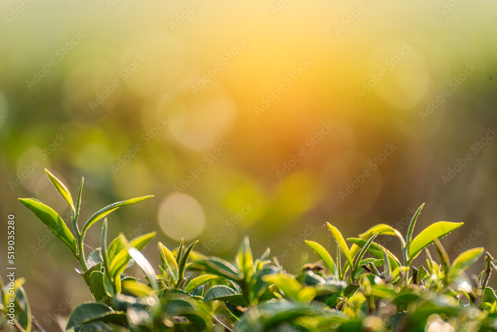Stockfoto Green tea tree leaves field Fresh young tender bud herbal in ...