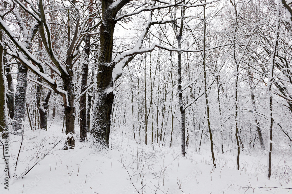 deciduous trees in winter after a snowfall Stock Photo | Adobe Stock