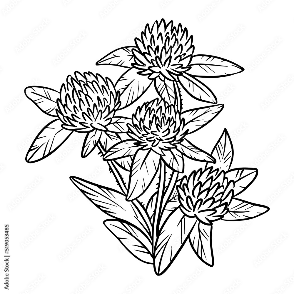 Red clover botanical lineart vector icon. Flower comic style image. Hand drawn isolated lineart ...