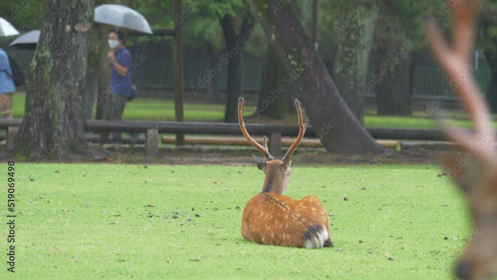 Nara Park, Nara, Japan, July 9, 2022, tourists and deer passing through ...
