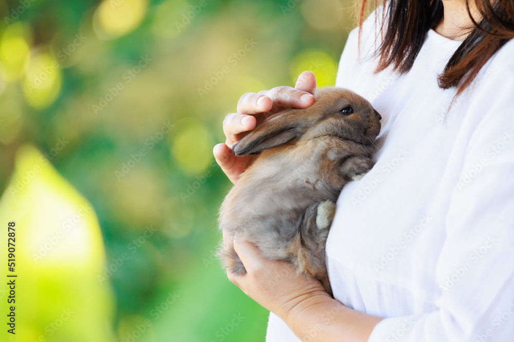 Adorable little bunny laying down in woman chest. Woman hugging and ...