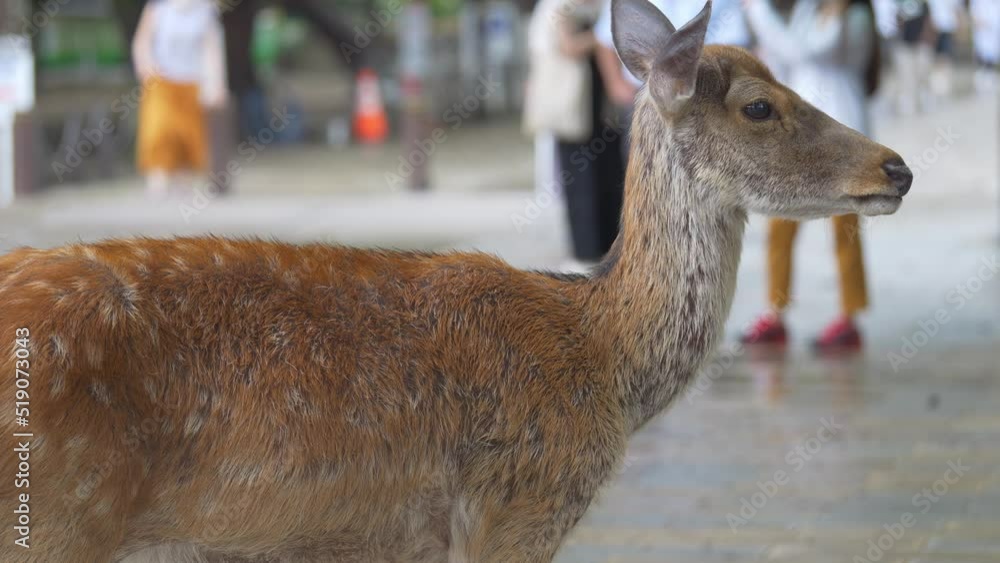Nara Park, Nara, Japan, July 9, 2022, tourists and deer passing through ...
