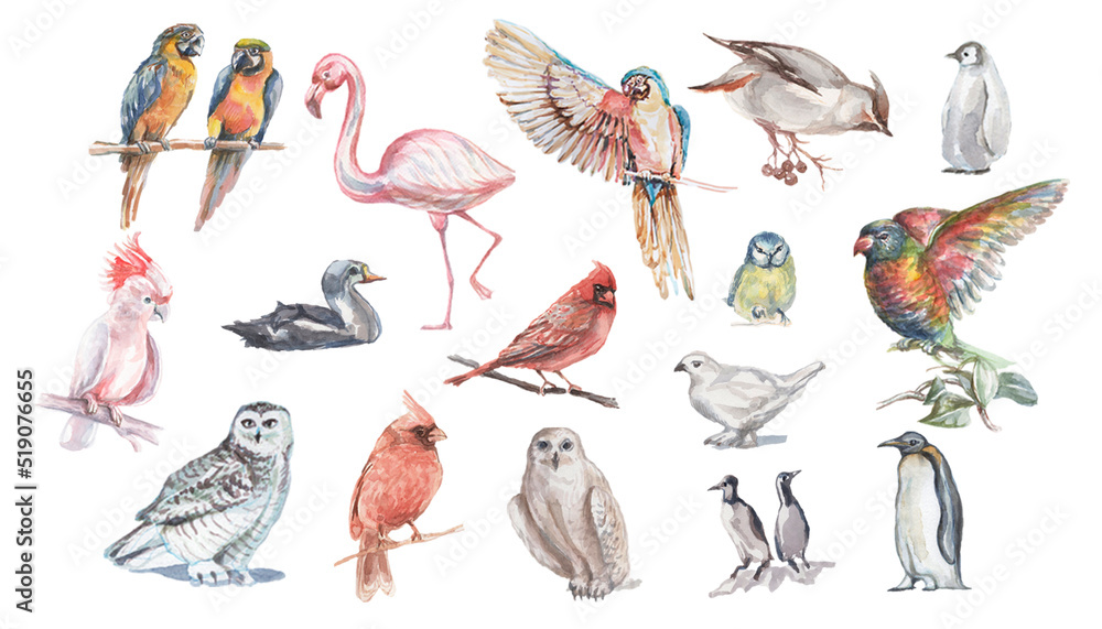 Birds watercolor illustration hand drawn background animals nature ...
