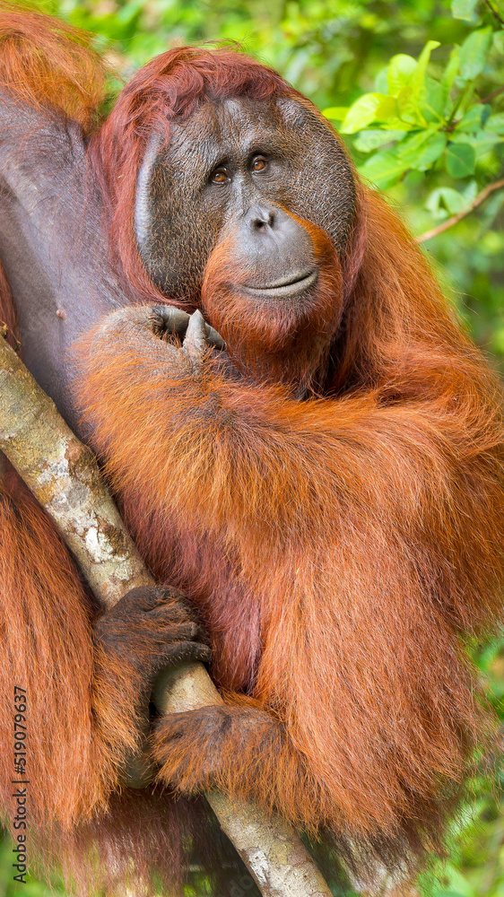 Orangutan, Pongo pygmaeus, Sekonyer River, Tanjung Puting National Park ...