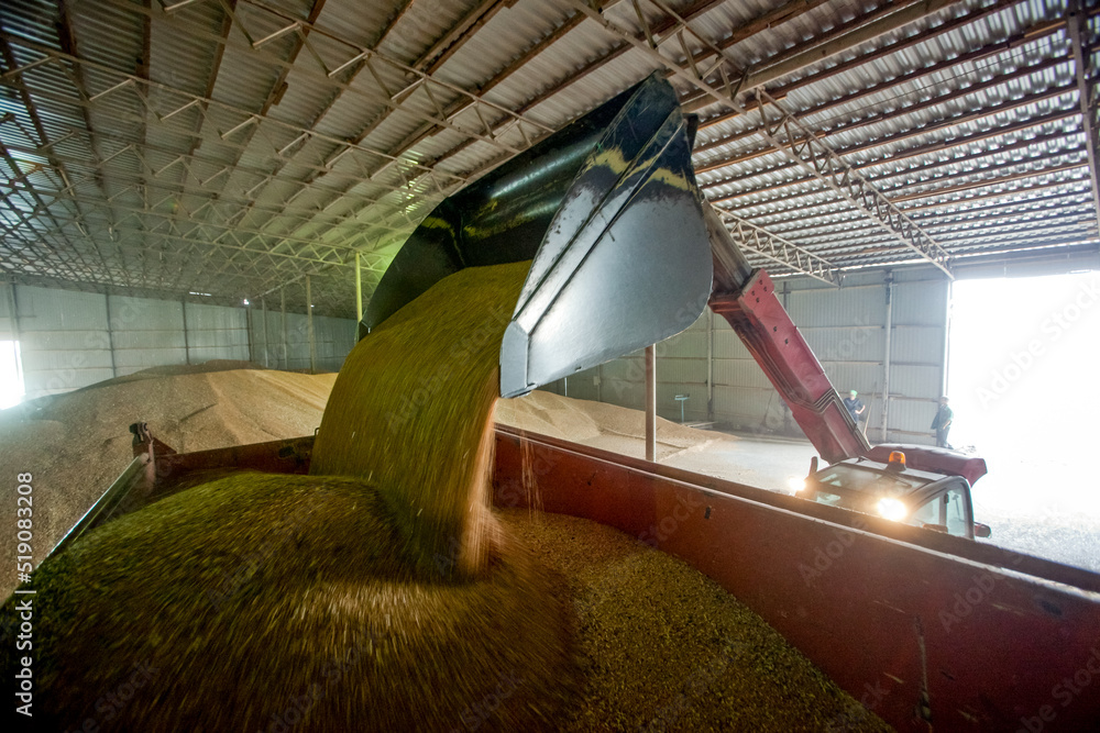 Agro manufacturing plant. Excavator with wheat grain in the elevator ...