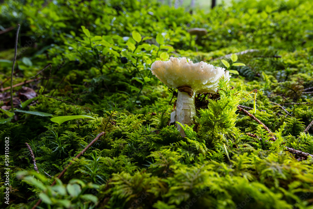 fungi Stock Photo | Adobe Stock