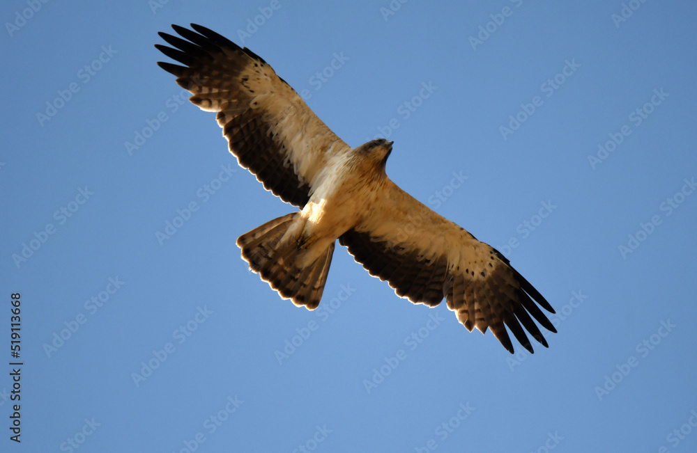 Aguila Calzada En El Cielo Volando Stock Photo Adobe Stock