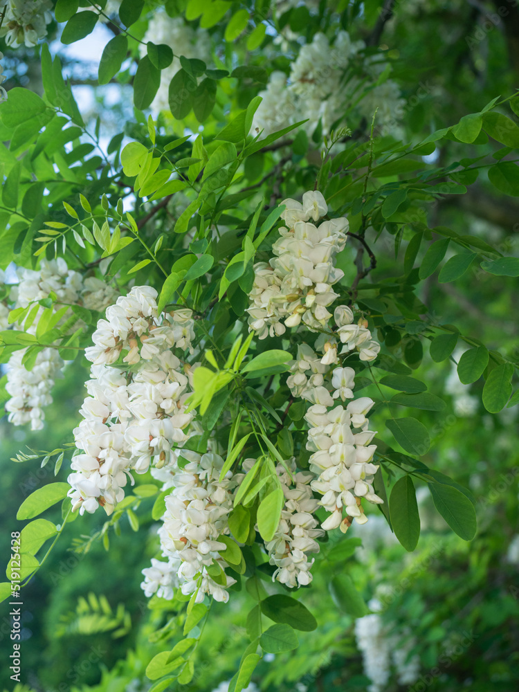 Weiß blühende Blütentrauben der Robinie (Robinia pseudoacacia) hängen ...