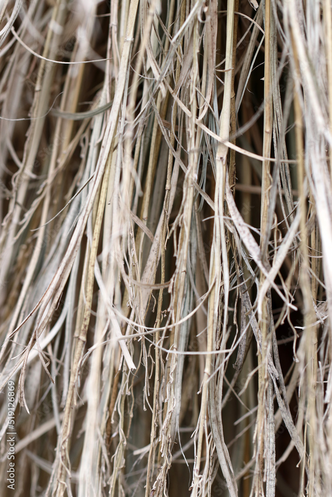Japanese traditional straw Tied up using palm rope method, close up ...