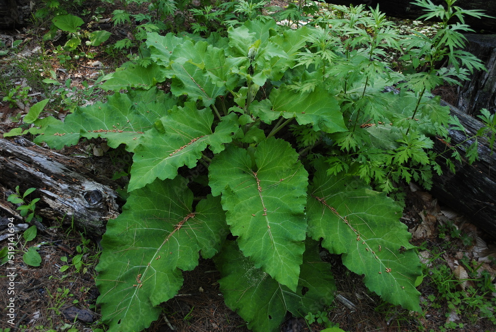 The giant leaves of a well-established burdock plant. Burdock comes ...