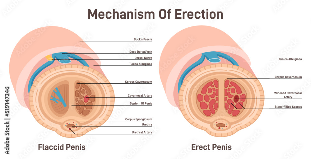 Erection mechanism. Cross section diagram of male reproductive ... Erection mechanism. Cross section diagram of male reproductive ...