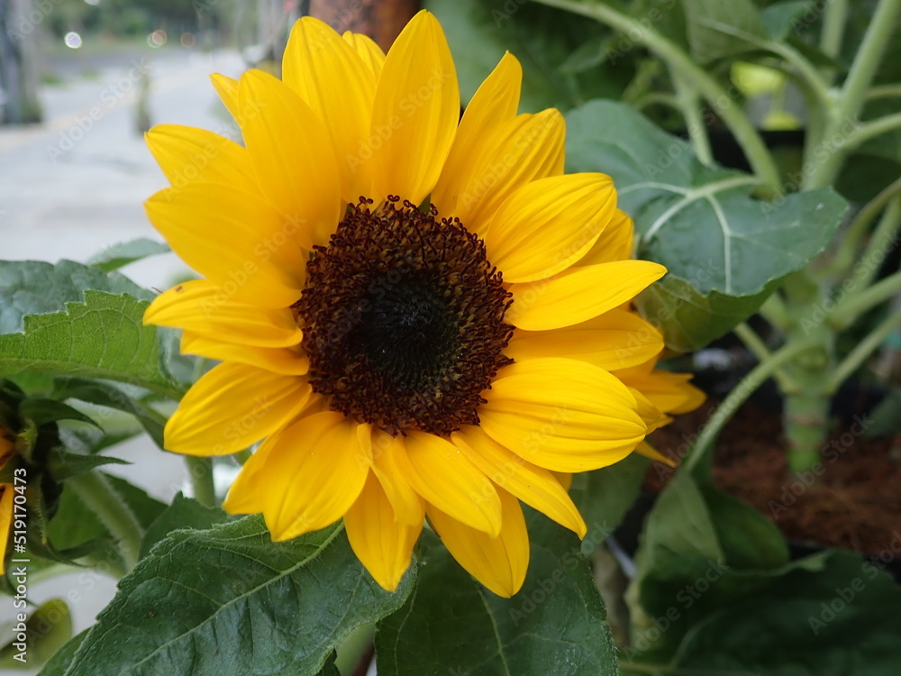 Sunflower (Helianthus annuus) is a large annual forb of the genus ...