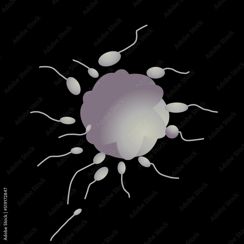 sperm cell vector illustration Stock Vector | Adobe Stock
