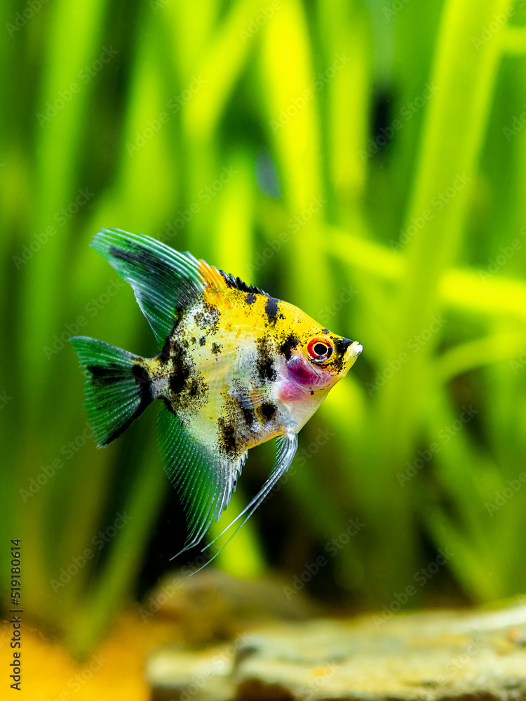 Angel Fish Koi Panda Yellow Head in tank fish with blurred background ...