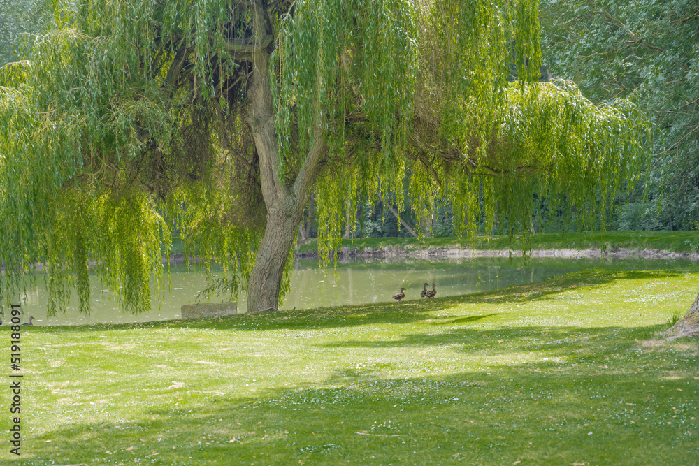Paysage avec un saule pleureur et des canards sauvages Stock Photo ...