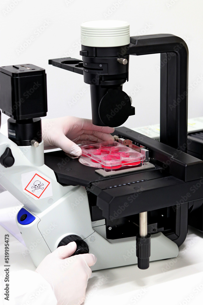 Cell culture to study infection with viruses, coronaviruses, and other ...