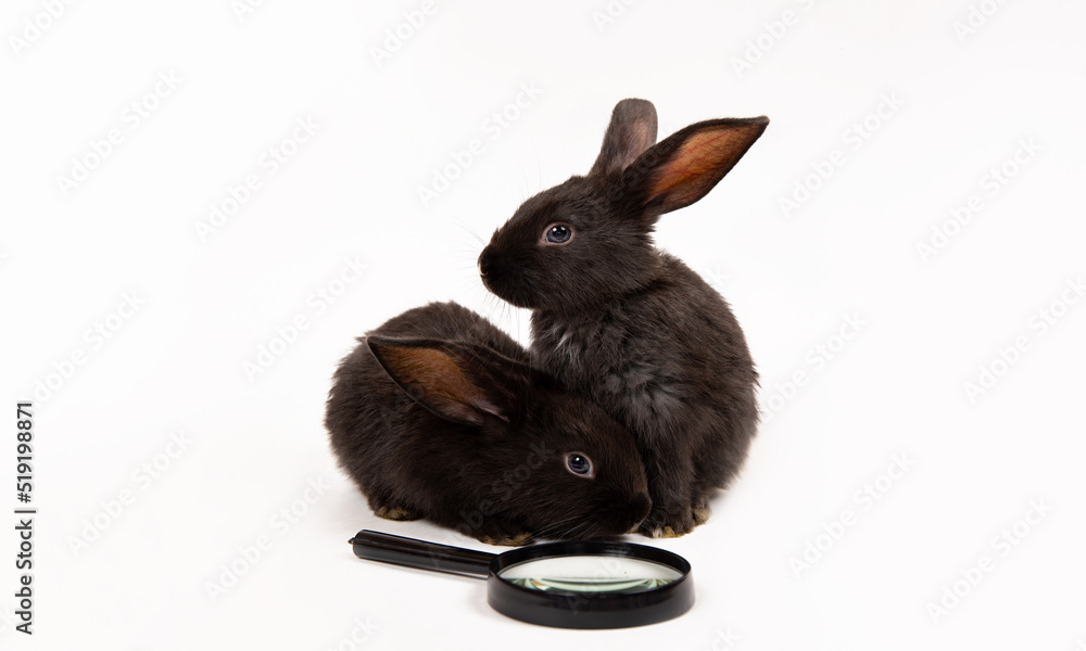 Two black rabbits isolated on a white background with magnifying glass ...