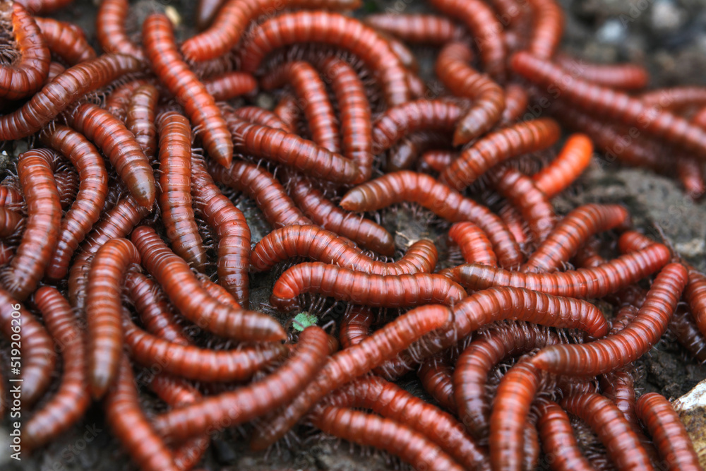 Red millipidae, Trigoniulus Corallinus, group of millipedes in Farm ...
