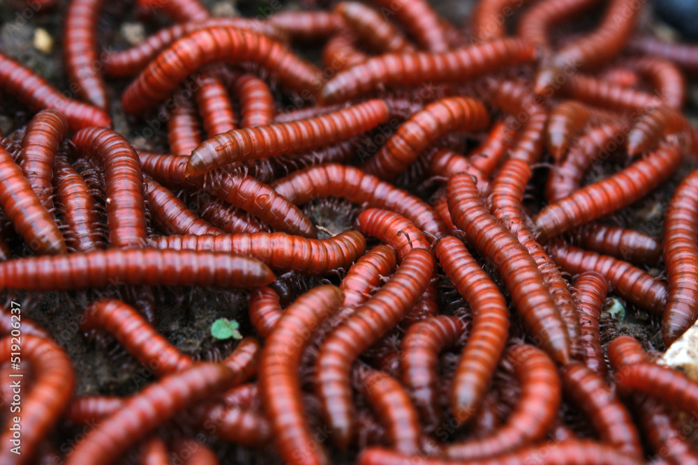 Red millipidae, Trigoniulus Corallinus, group of millipedes in Farm ...