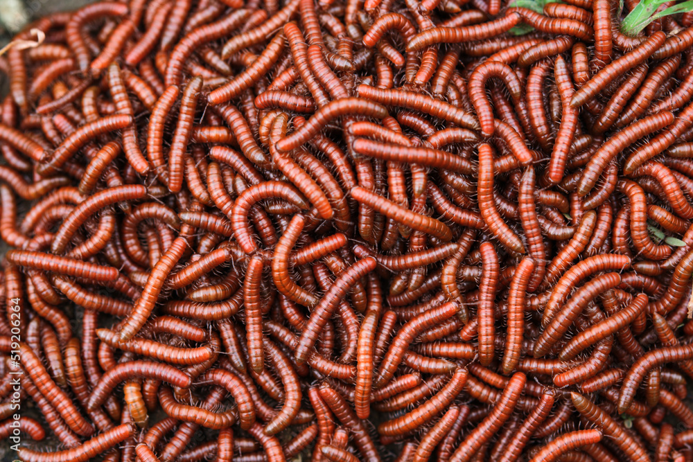 Red millipidae, Trigoniulus Corallinus, group of millipedes in Farm ...