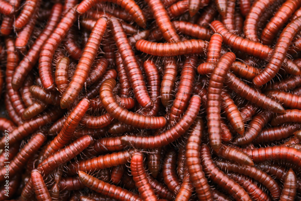 Foto de Red millipidae, Trigoniulus Corallinus, group of millipedes in ...