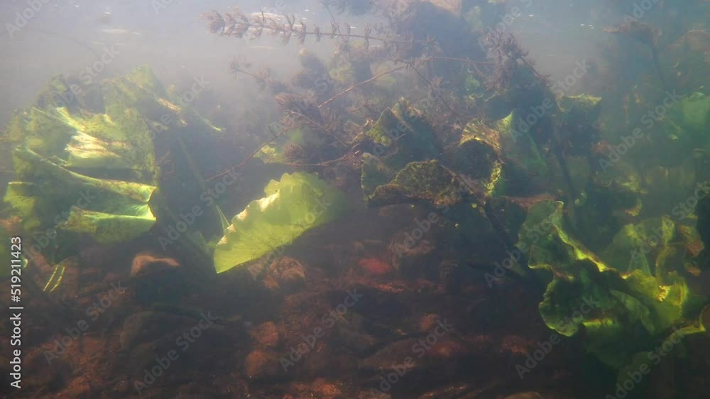 shallow freshwater river bottom, lush flora of vallisneria, yellow ...